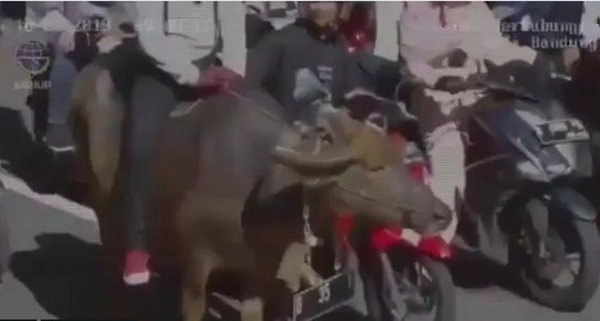 Bukan Kendarai Motor, Pria ini Terekam CCTV Dishub Naik Kerbau di ...