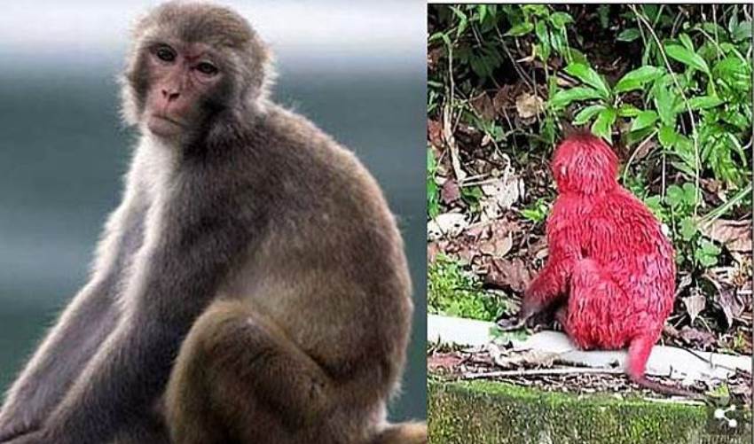 Kasihan, Tubuhnya Kena Cat Merah, Monyet ini Dijauhi Kawanannya ...