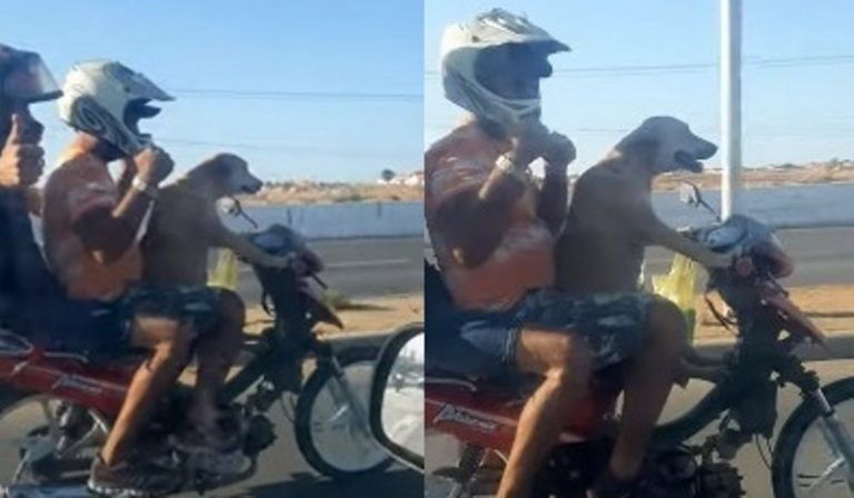 Bisa Mengendarai Motor Hingga Bonceng Tiga, Aksi Anjing Ini Bikin ...